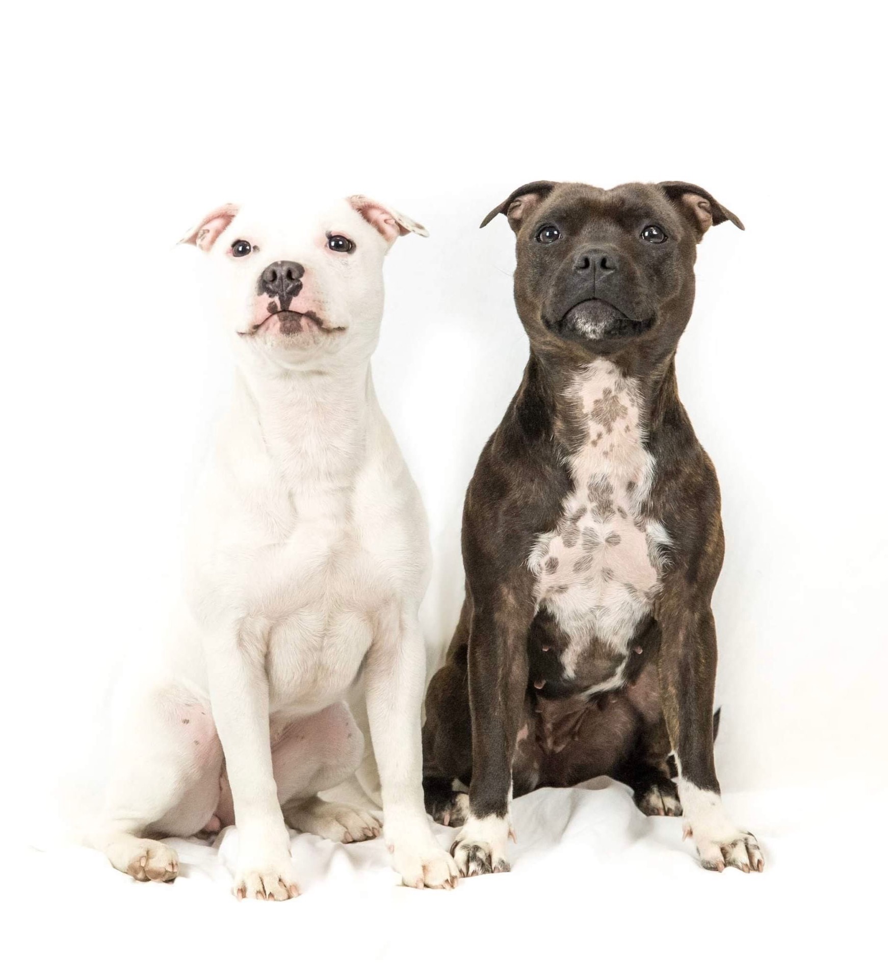 staffordshire Bull Terrier Sporting Club Belgie