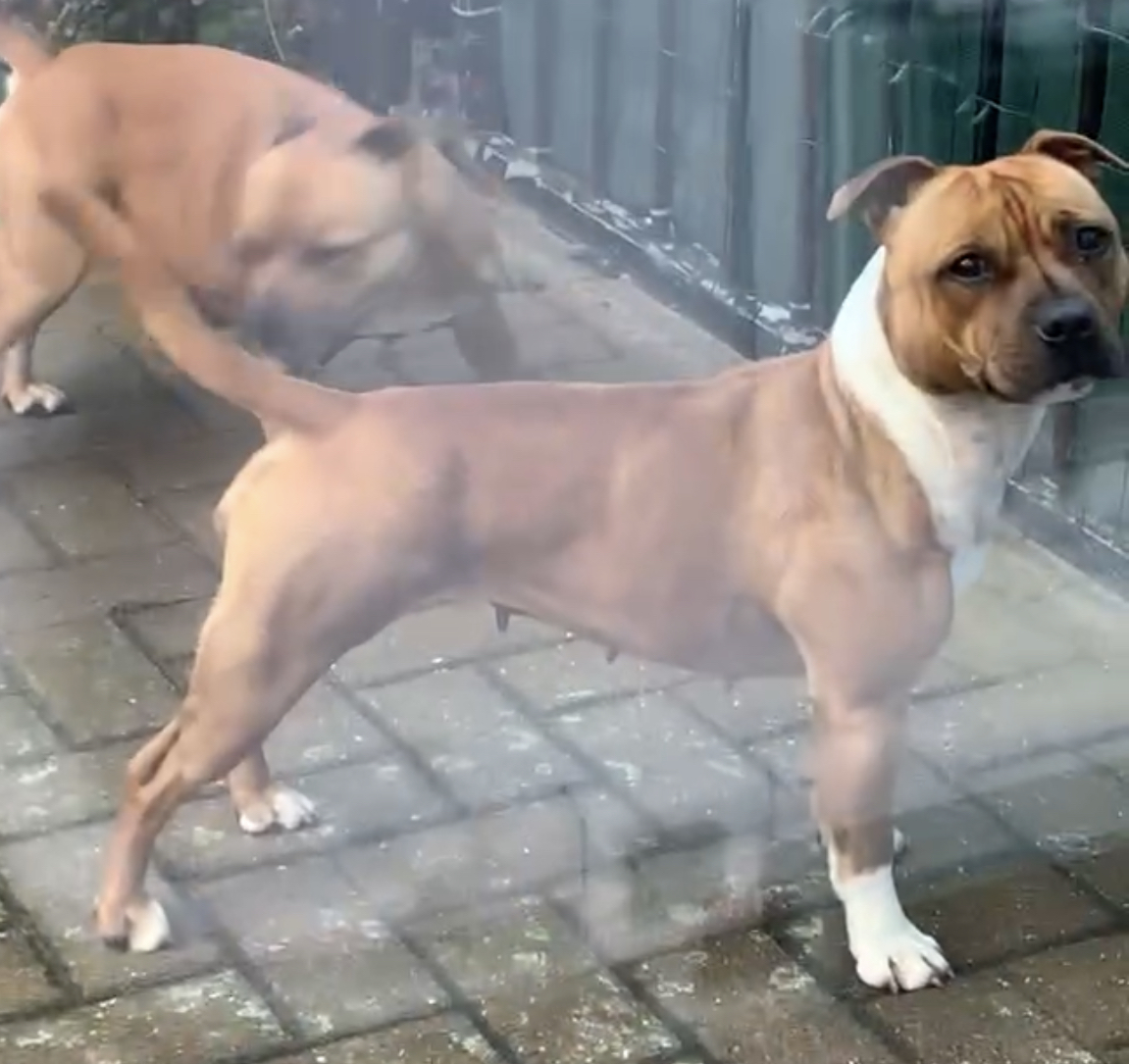 Over ons :: staffordshire Bull Terrier Sporting Club Belgie